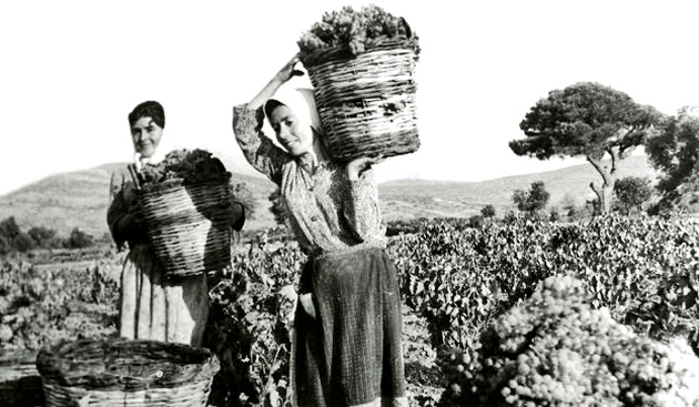 Τρύγος, ένα απέραντο διαχρονικό πανηγύρι σε όλη την Ελλάδα – kimintenia